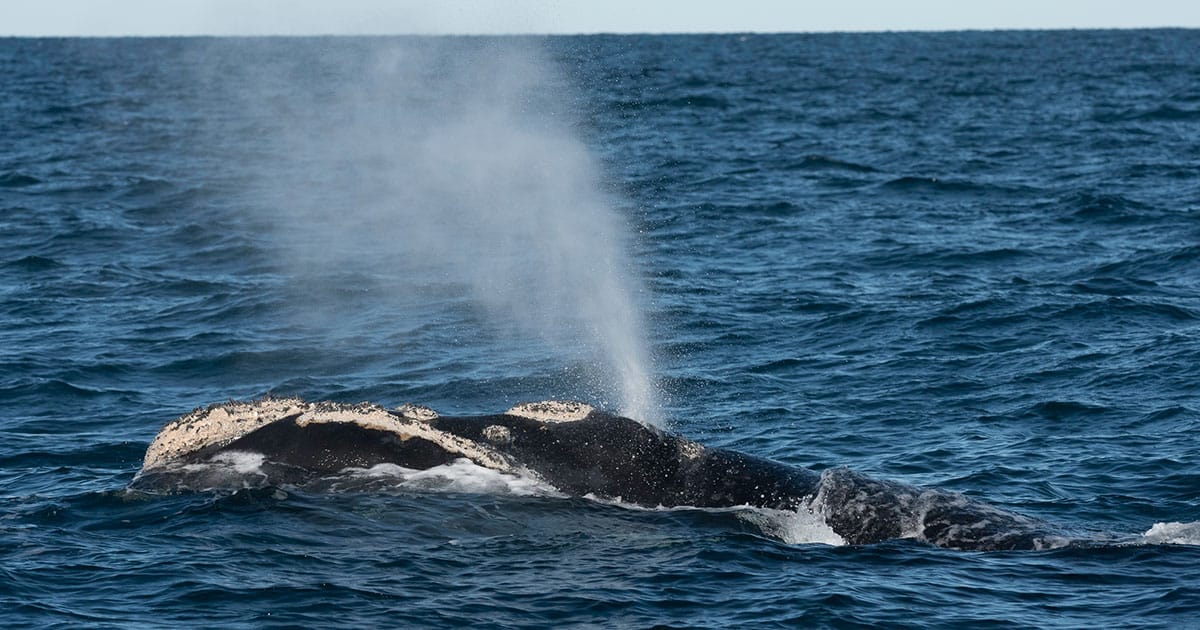 Introduced Legislation to Modernize Whale Habitat Mapping & Detection ...