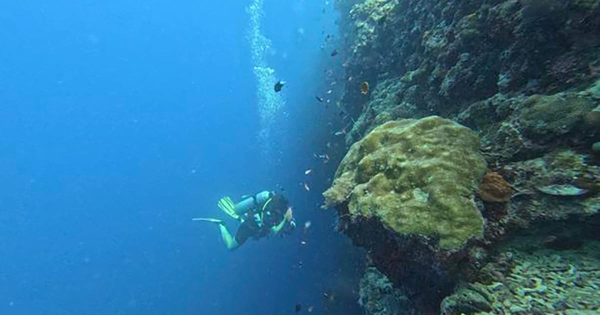 UH Scientists Discover Marine Creatures Bending the Laws of Evolution ...