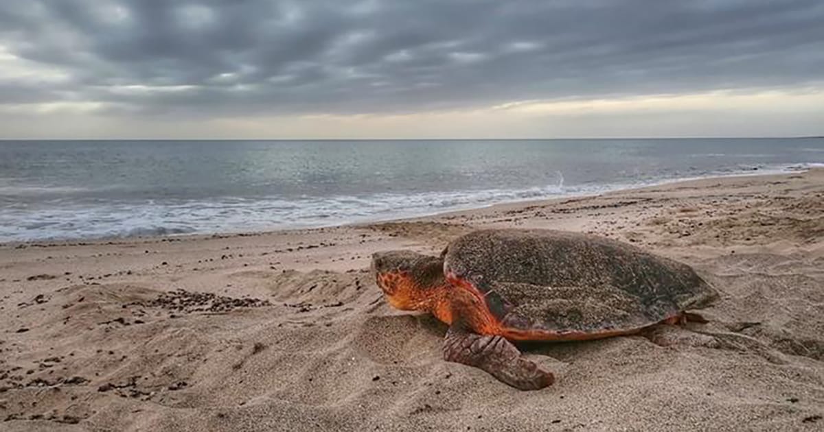 Sea Turtles Are Nesting Earlier - environment coastal & offshore