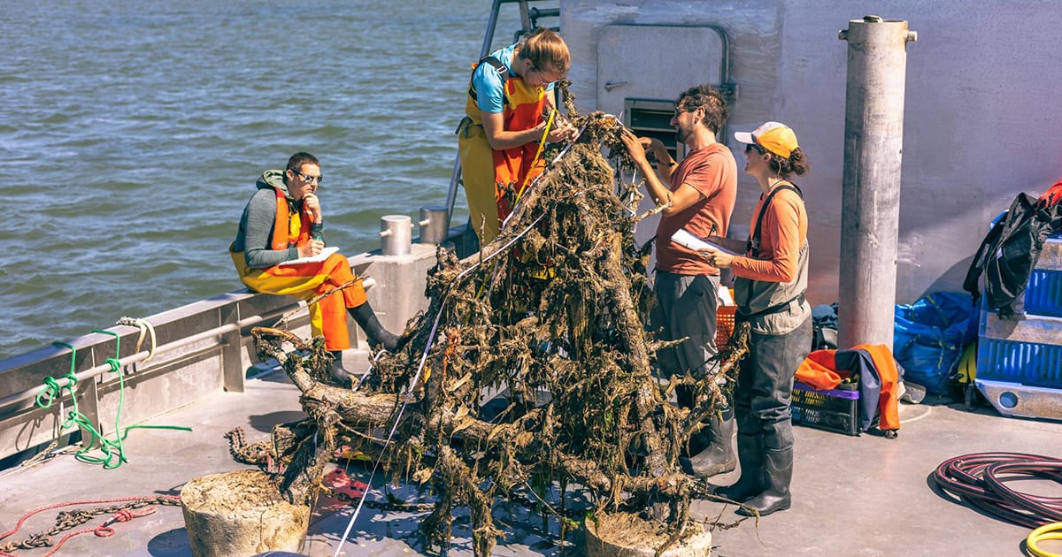 Artificial Tree Reefs in the Wadden Sea Provide Habitat for Fish ...