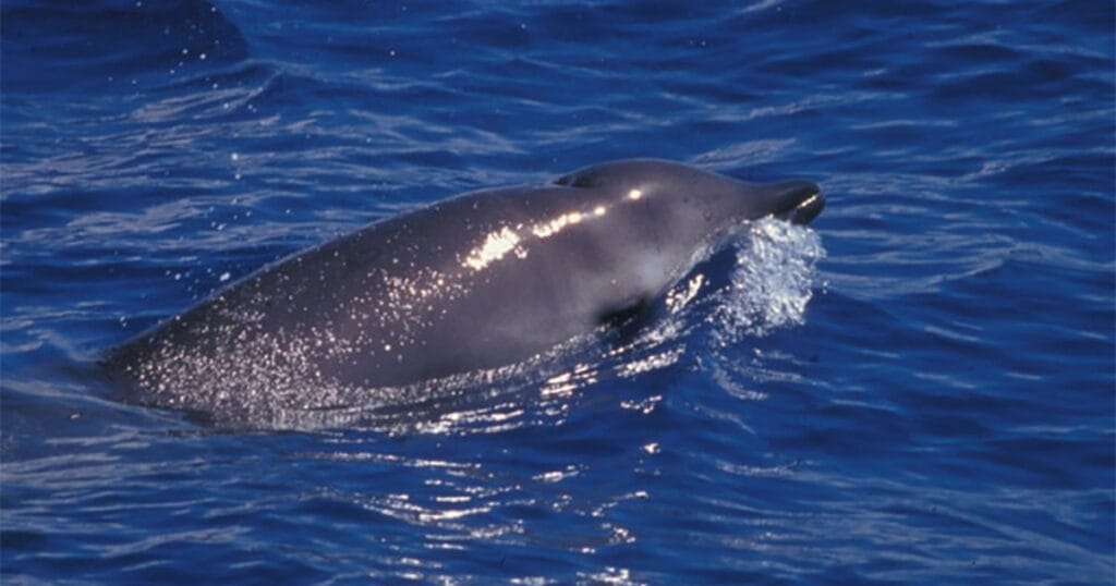 New Acoustic Study Reveals Deep-Diving Behavior of Elusive Beaked ...