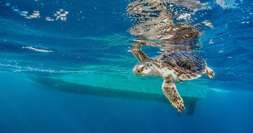 A Hearing Test for the World’s Rarest Sea Turtle - environment coastal ...
