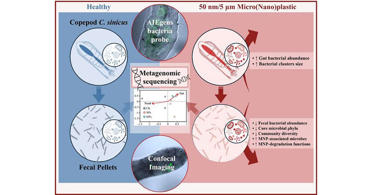Microplastics Disrupt Gut and Fecal Microbes in Copepod Altering ...