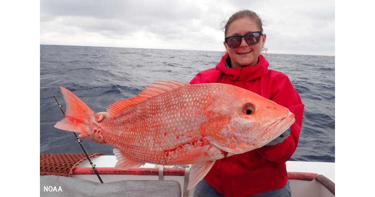 NOAA Leaps Forward on Collaborative Approach for Red Snapper ...