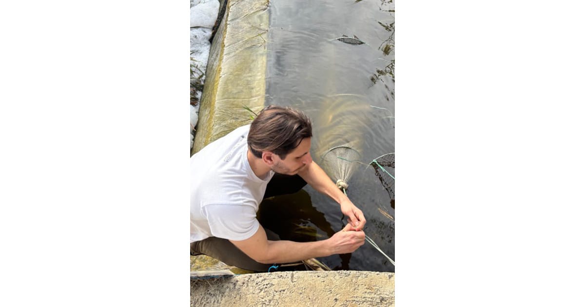 Silver European Eel Discovered in Cyprus for the First Time ...