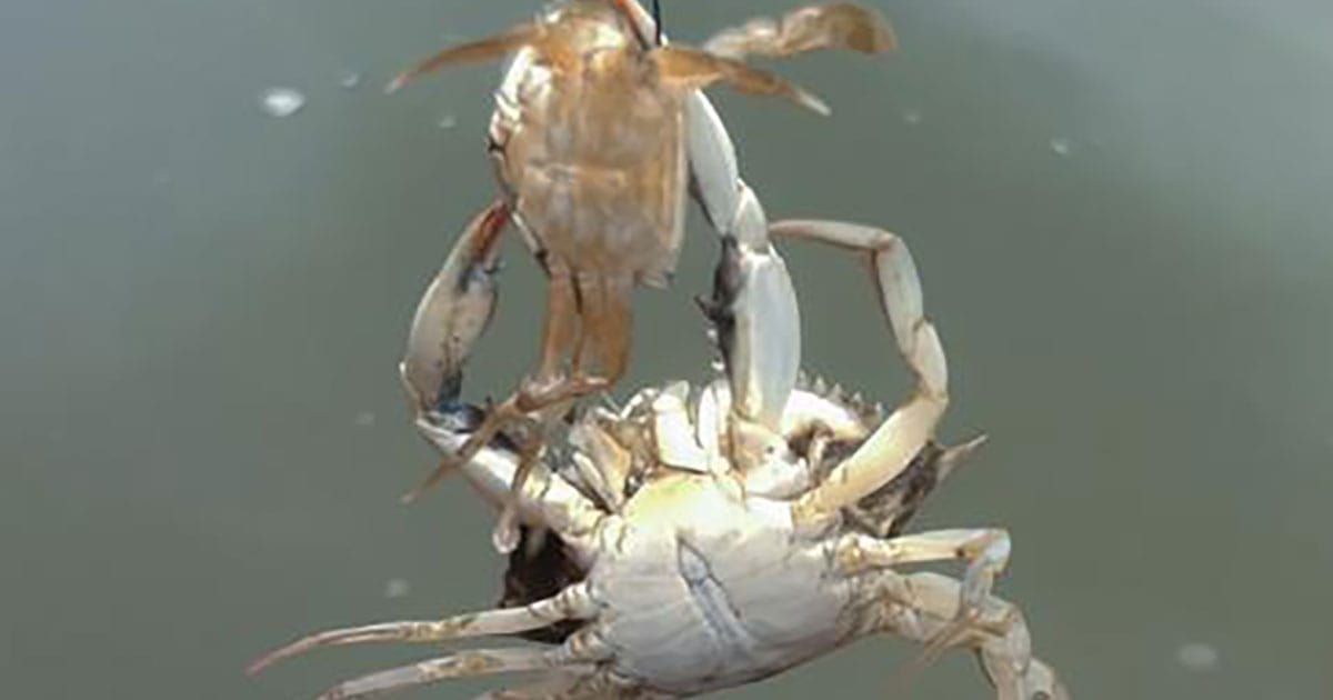 Cannibalism Takes Major Bite Out of Young Blue Crabs - environment ...