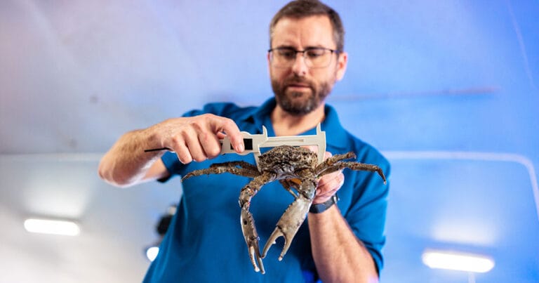 Mote Marine Laboratory Releases First Hatchery-Raised Caribbean King ...