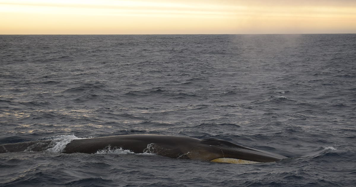 Whales Go Quiet During Noisy Underwater Surveys - environment coastal ...