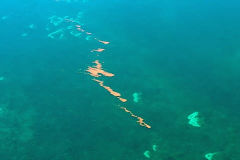 Massive Atlantic Sargassum Blooms Traced to West Africa - environment ...