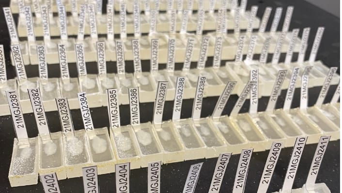 Bones, Guts, and Genetics Key to Plentiful Mangrove Jack - environment ...
