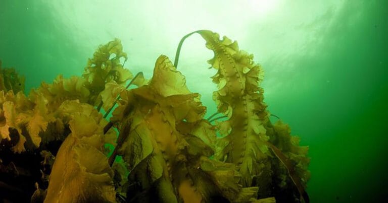 Warming Accelerates Ecological State Shift and Loss of Kelp Forest ...