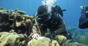 New Climate Tool Predicts Coral Bleaching Months in Advance ...