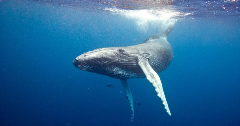US Bill Reintroduced to Protect Blue Whales and Cut Coastal Air ...