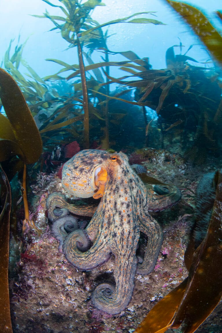 UK Study Examines Impacts of Rising Octopus Numbers on Coasts and ...